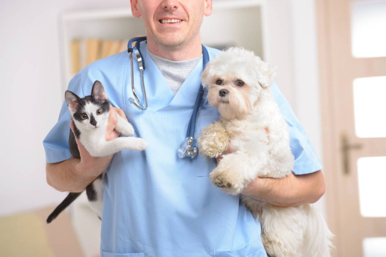 Best Veterinary Hospital In Severna Park, MD 21146 | Severna Park ...